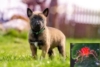 Grasmilben beim Hund erkennen, behandeln und Hausmittel dagegen